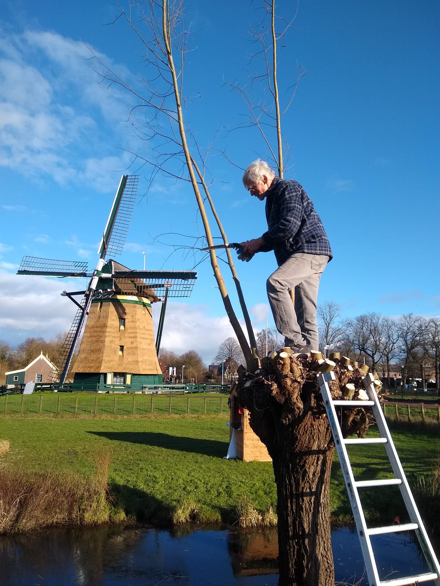Laatste nieuws uit Leidschendam-Voorburg - Laatste wilgen worden geknot rondom Molen de Vlieger